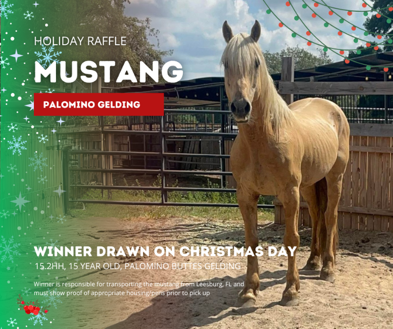 Christmas Mustang Raffle | Raffle Creator