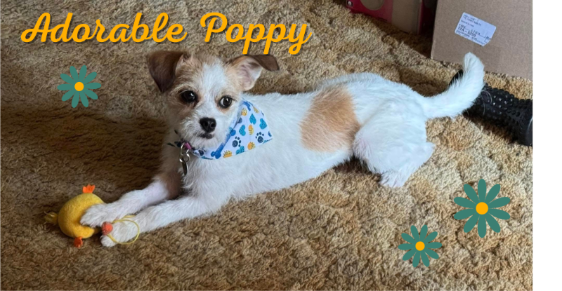 Capt. Mark Crawfish Boil for 20 - GC Stars Fundraiser | Raffle Creator